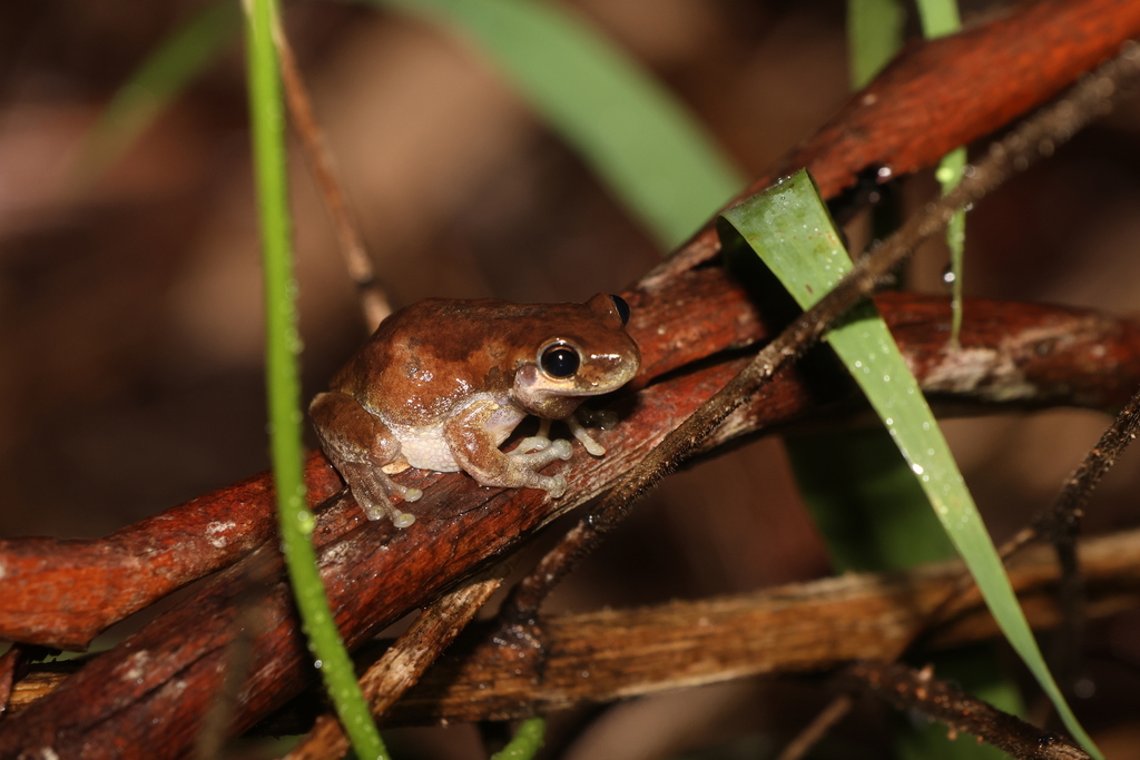 Slender bleating tree frog from Pine Mountain QLD 4306, Australia on ...