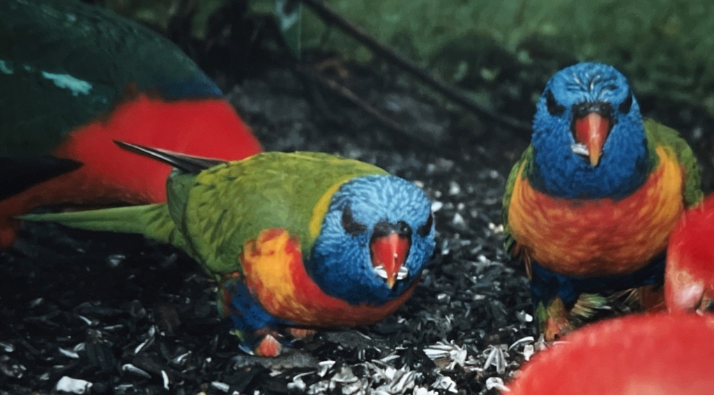 Rainbow Lorikeet from Gipsy Point VIC 3891, Australia on October 16 ...