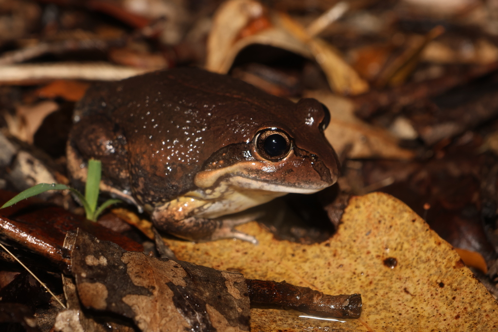 Northern Banjo Frog from Pine Mountain QLD 4306, Australia on January 9 ...