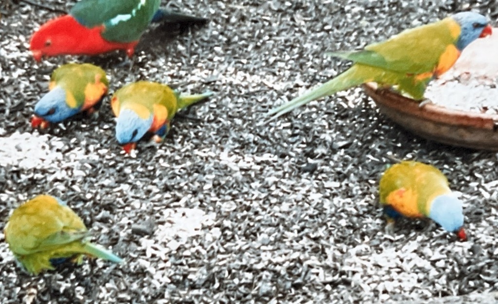Rainbow Lorikeet from 35 MacDonald St, Gipsy Point VIC 3891, Australia ...
