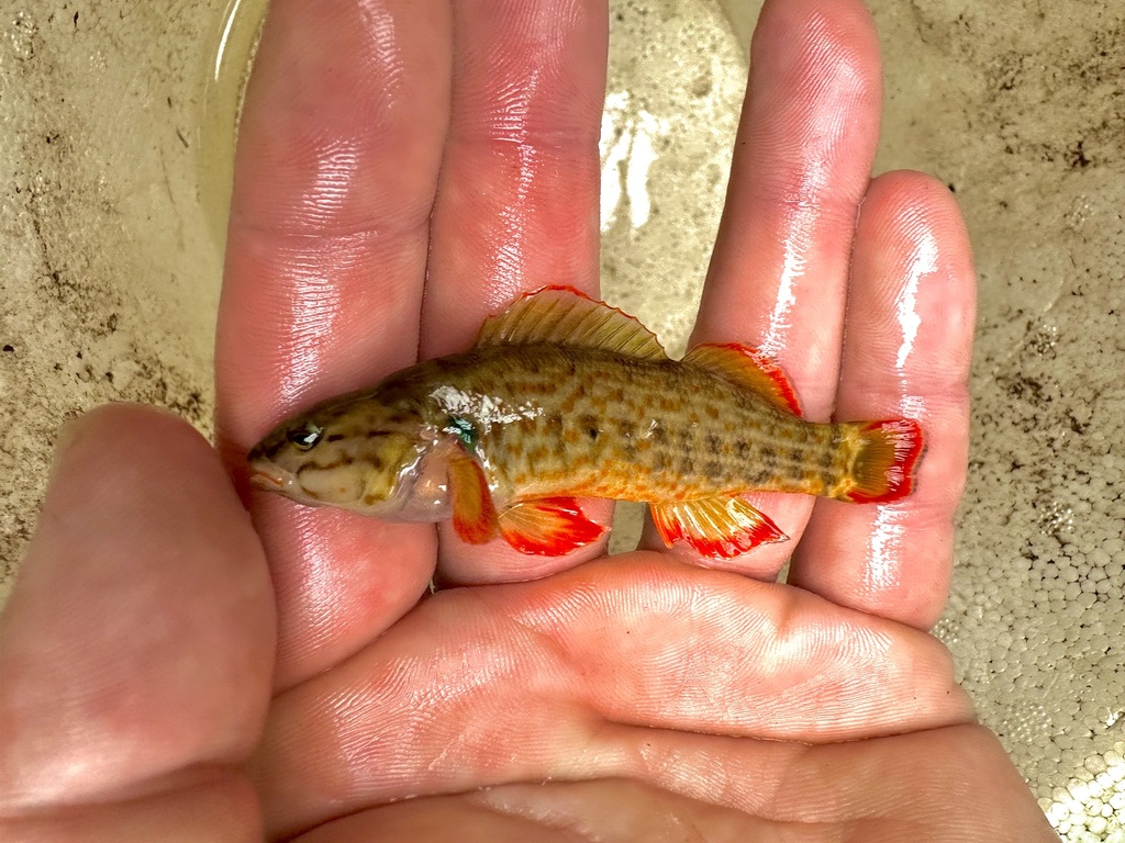 Redline Darter from Mendota Rd, Abingdon, VA, US on November 26, 2023 ...
