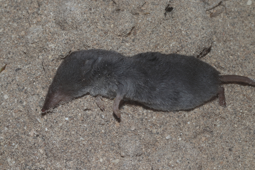 Yucatán Small-eared Shrew from Francisco de Montejo, Mérida on December ...