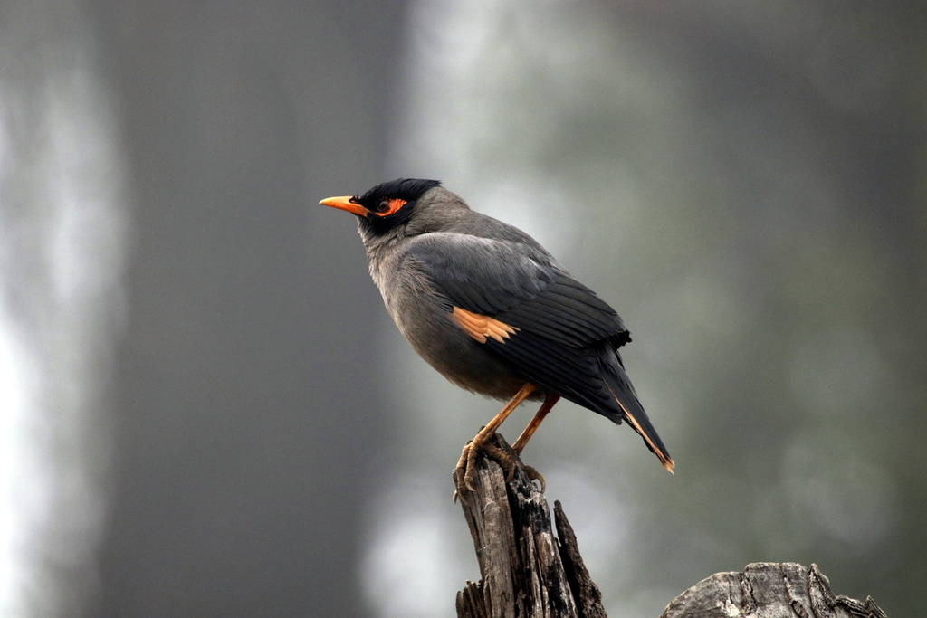 Bank Myna from Shreenagar Rural, Rajasthan, Inde on January 1, 2018 at ...