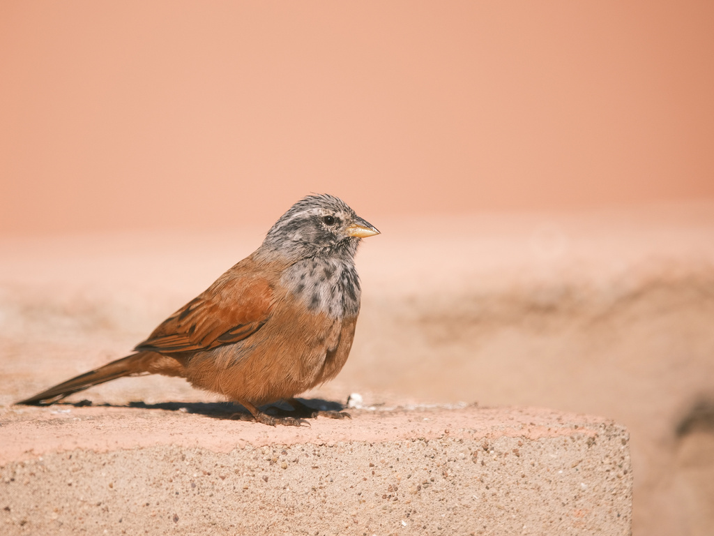 House Bunting from Marrakesh, Marrakesh-Safi, MA on January 6, 2024 at ...