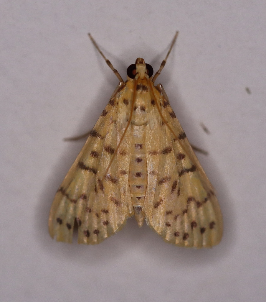 Yellow Peach Moth from Witta QLD 4552, Australia on January 9, 2024 at ...