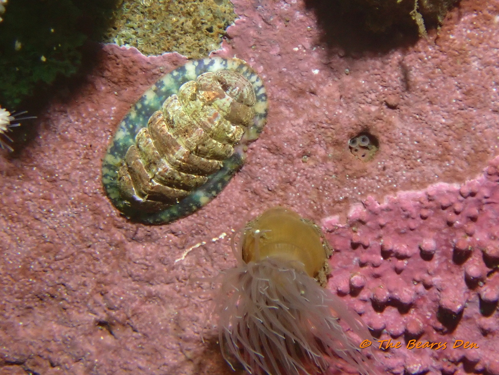 Mottled Red Chiton from Millview, Bedford, NS, Canada on January 9 ...