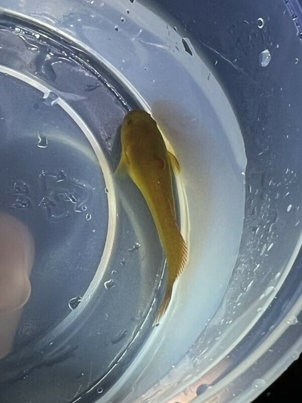 Tidepool Snailfish from Capital, BC, Canada on 29 December, 2023 at 10: ...