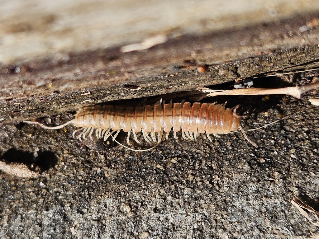 Cherry Millipedes from Kennesaw State University on January 9, 2024 at ...
