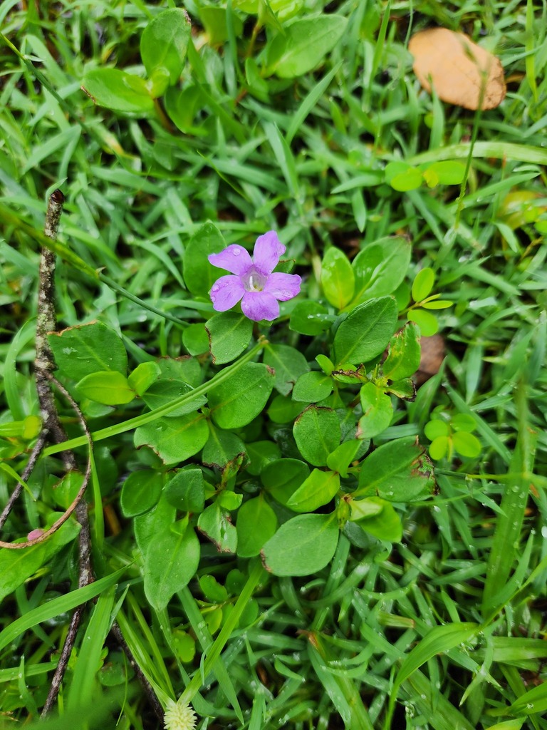 Blue Trumpet in January 2024 by pcopping_ecp · iNaturalist