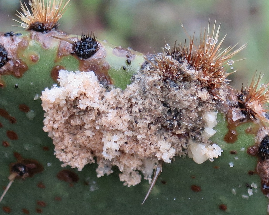Cochineal Scale Bugs from Bexar County, TX, USA on December 23, 2023 at ...