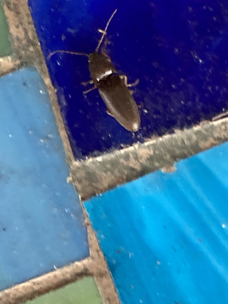Pasture Wireworm from Burraneer Rd, Coomba Park, NSW, AU on January 10 ...