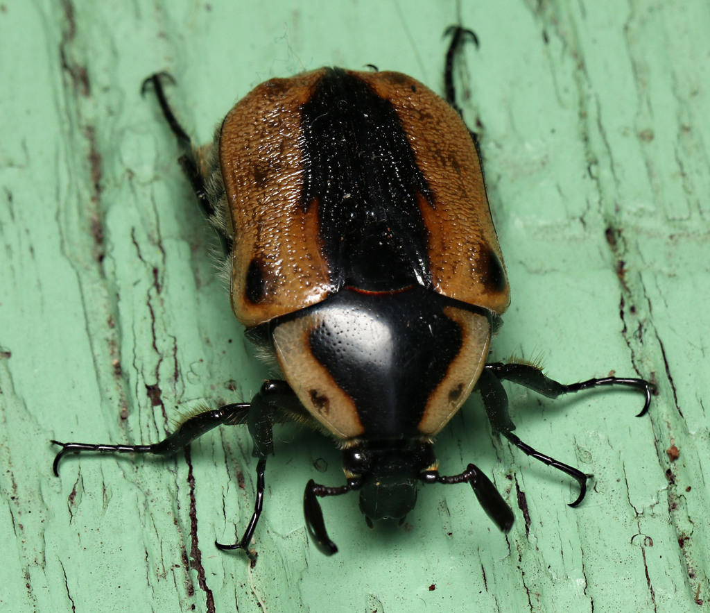 Cowboy Beetle in December 2023 by juliegraham173 · iNaturalist