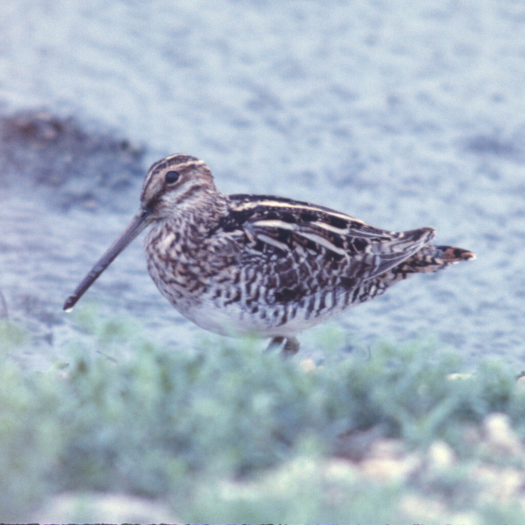 Wilson's Snipe from Hornsby Bend, Austin, Travis Co., TX on March 9 ...