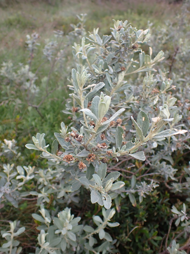 Asthma Bush from Thredbo NSW 2627, Australia on December 28, 2023 at 09 ...