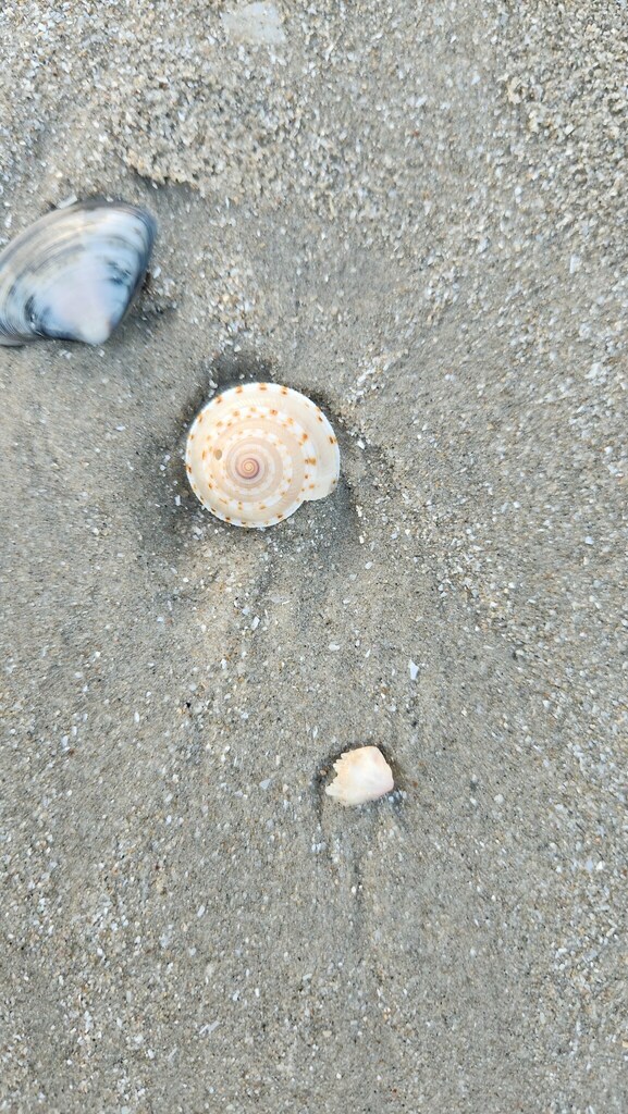 Architectonica perdix from Hua Hin, Prachuap Khiri Khan, Thailand on ...