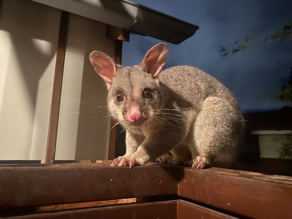 Common Brushtail Possum from Earl St, Petrie Terrace, QLD, AU on August ...