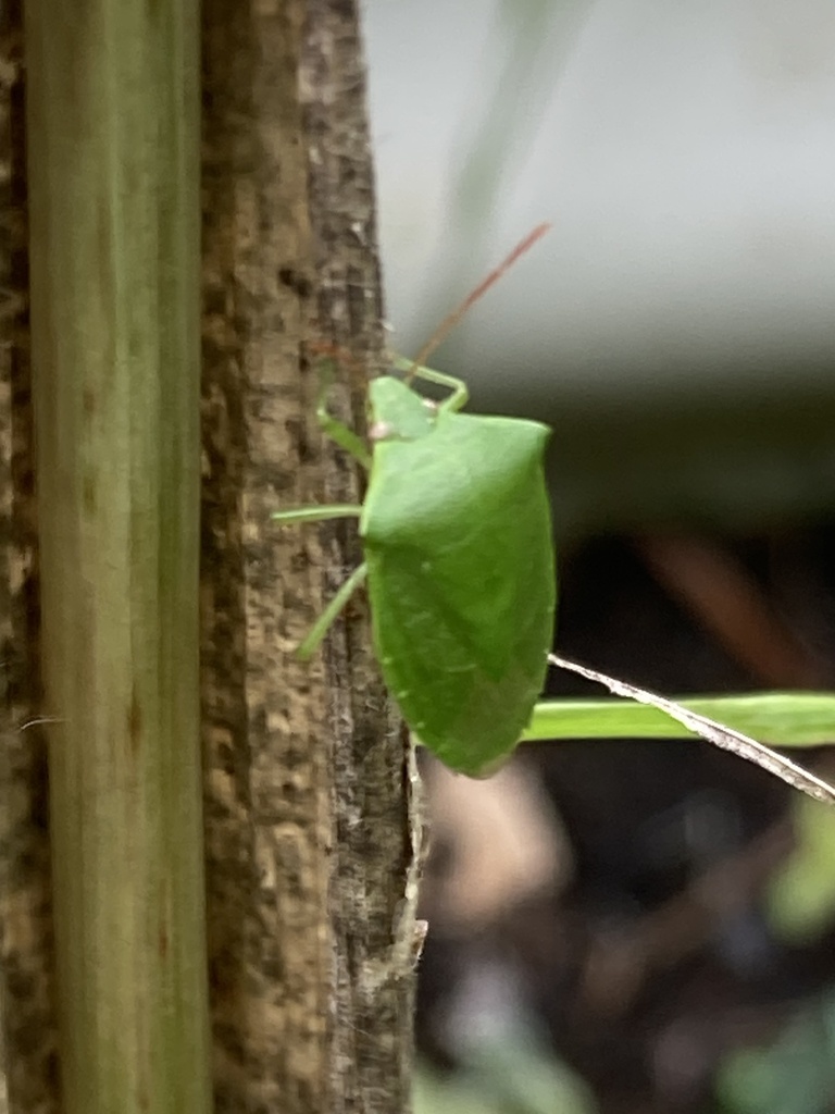 Green potato bug from Burraneer Rd, Coomba Park, NSW, AU on January 10 ...