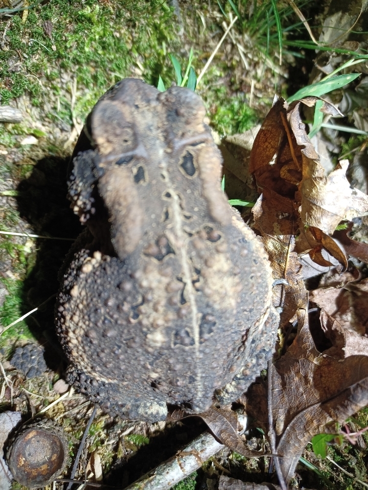 American Toad from Durham, NC, USA on September 21, 2023 at 06:30 PM by ...