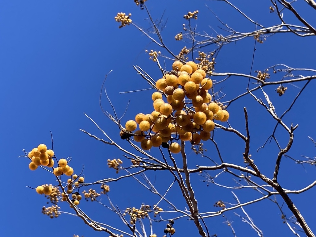 Western Soapberry from Forest Service Road 900, Alvord, TX, US on ...
