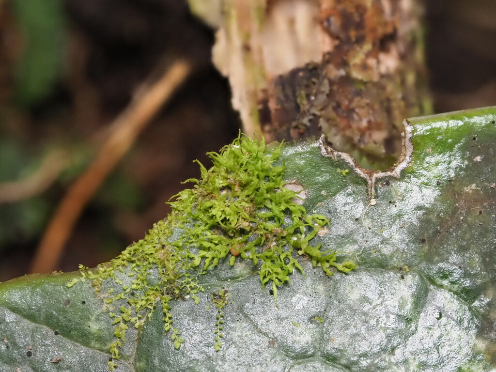 Colura tenuicornis from Hawaii County, HI, USA on January 4, 2024 at 10 ...