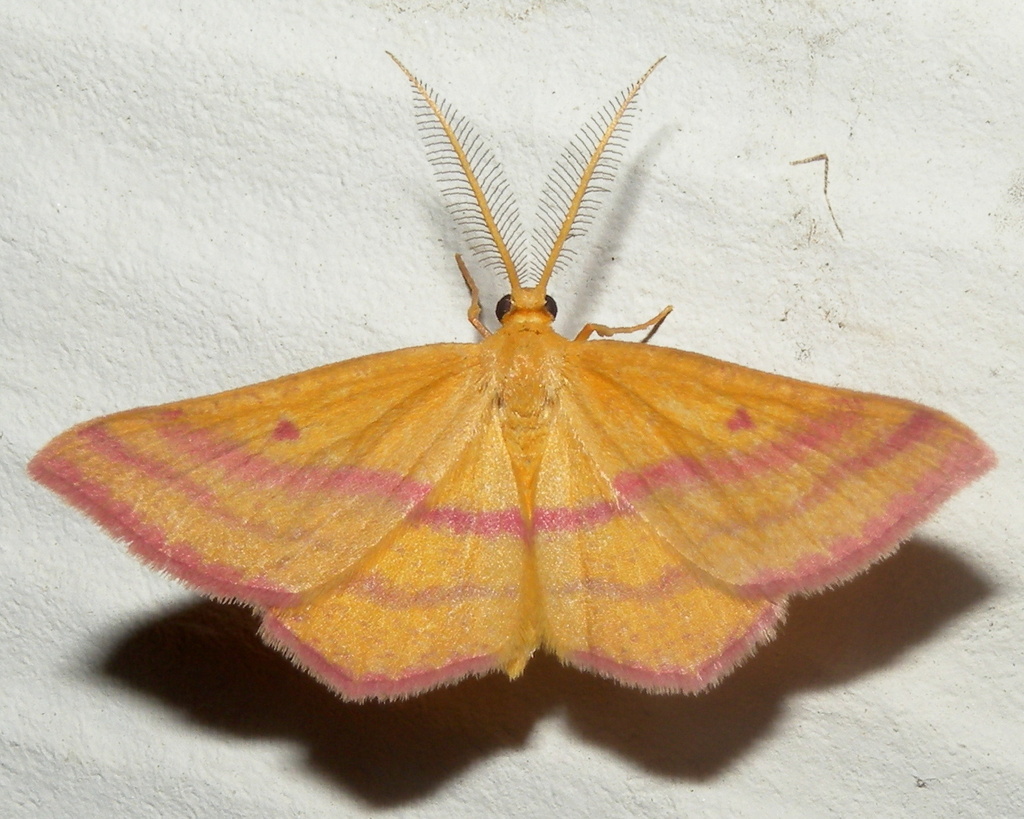 Chickweed Geometer Moth from Long Island, Southold, NY, US on July 19 ...