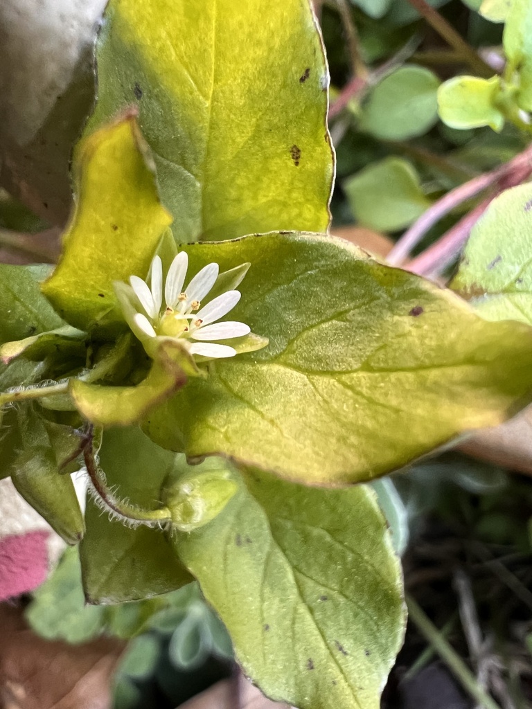 common chickweed from Mercedes Ave, Dallas, TX, US on January 9, 2024 ...