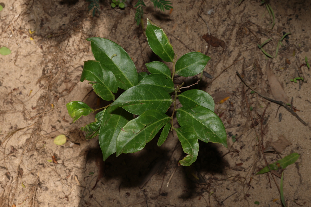 Cheese Tree from Brisbane QLD, Australia on January 10, 2024 at 08:27 ...