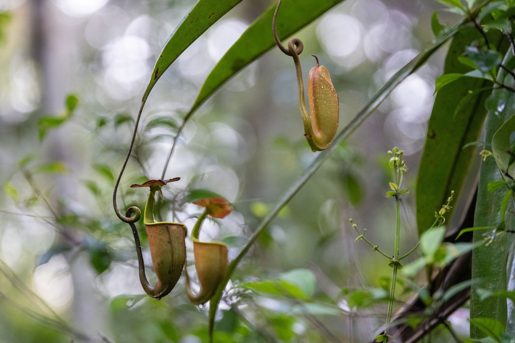 Fanged pitcher plant in April 2023 by Magnus Persmark · iNaturalist
