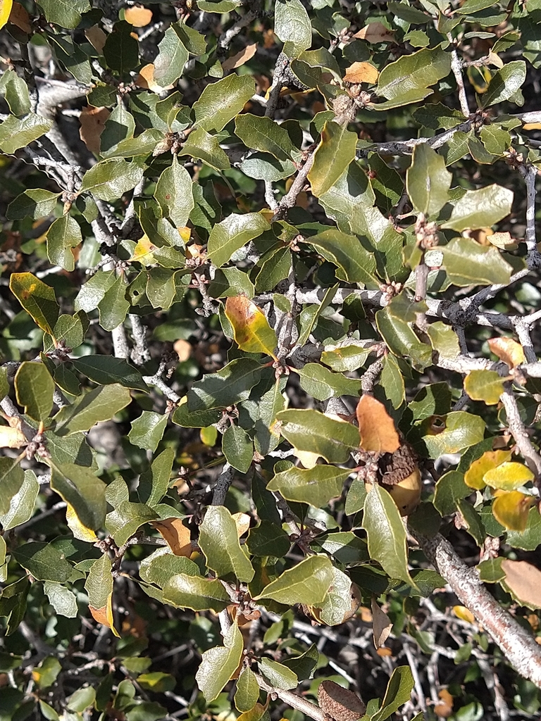 Quercus berberidifolia × john-tuckeri from Green Valley, CA 91390, USA ...