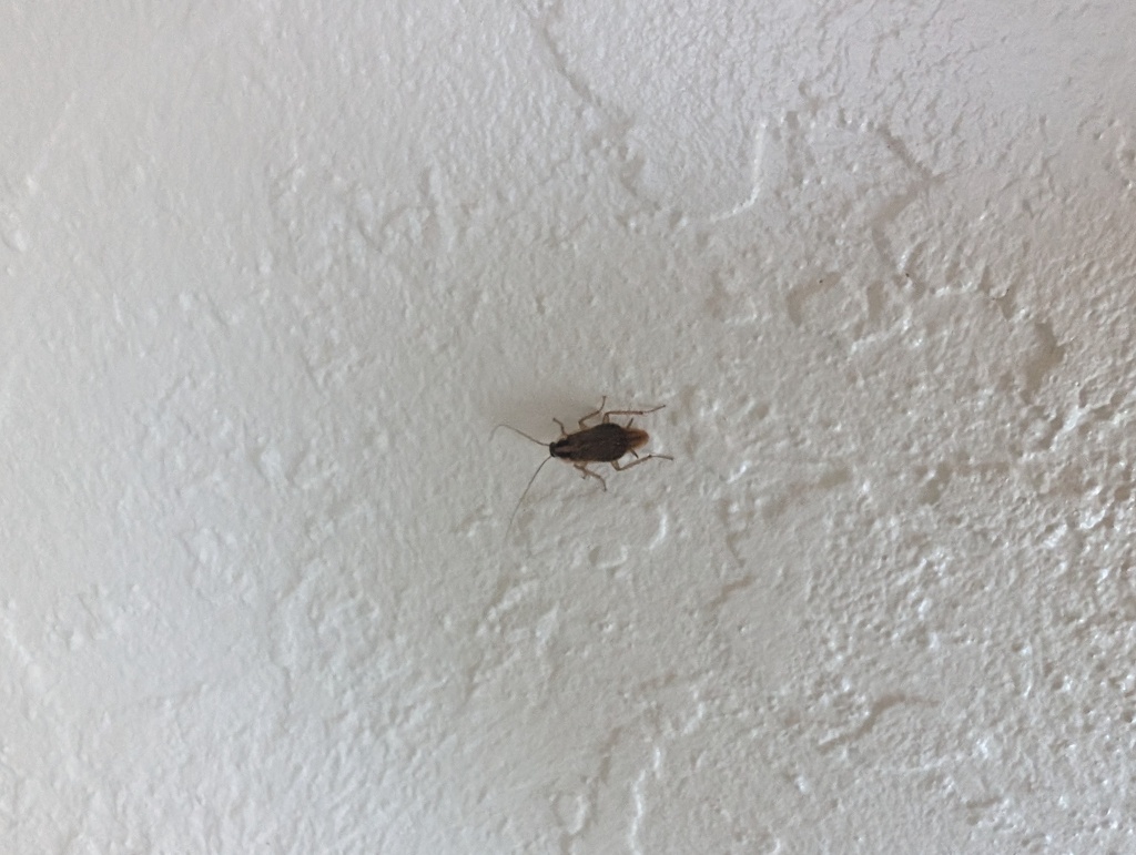 German Cockroach from Sanibel, FL, USA on January 1, 2024 at 03:35 PM ...