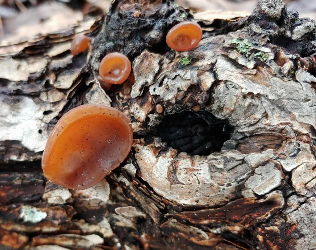 Wood ear fungi from Gwinnett, Georgia, United States on January 9, 2024 ...