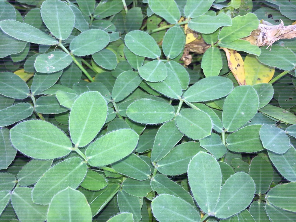 Wild Peanut from Buenaventura, Valle del Cauca, Colombia on December 8 ...
