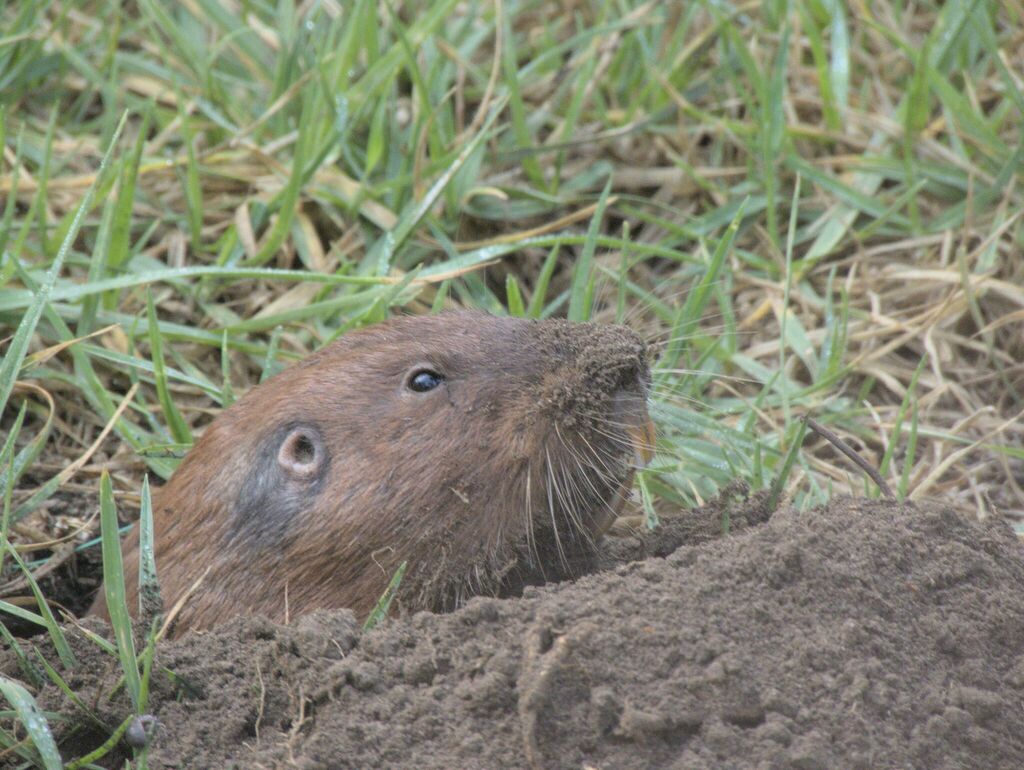 Smoky Pocket Gopher from Tecámac, Méx., México on December 8, 2023 at ...