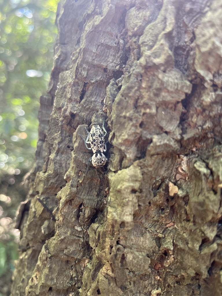 Zopherus jansoni desde Santa Rosa, CR-GU-LI, CR-GU, CR el 09 de enero ...