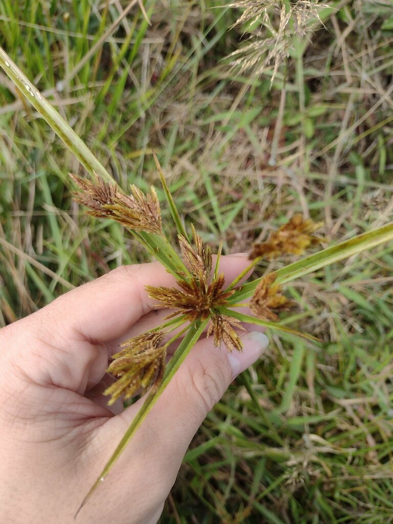 Bunchy flat-sedge from Hawaii, Hawaii, United States on January 5, 2024 ...