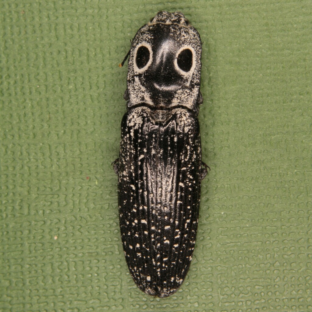 Eastern Eyed Click Beetle from Mecosta County, MI, USA on June 9, 2023 ...