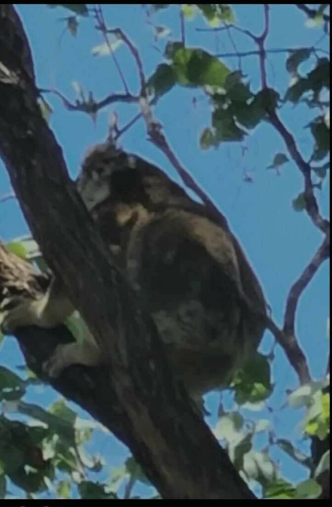 Koala from Tingoora Chelmsford Rd, Tingoora QLD 4608, Australia on ...