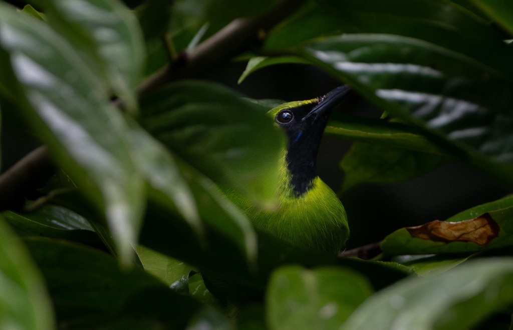 Lesser Green Leafbird in December 2023 by haitongyu · iNaturalist