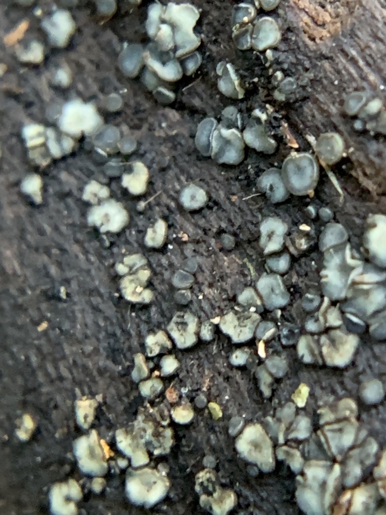 Operculate Ascomycetes from 氷取沢町, 横浜市磯子区, 神奈川県, JP on January 8, 2024 ...