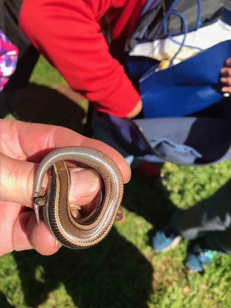Western Skink from 95442, Glen Ellen, CA, US on April 10, 2019 at 12:03 ...