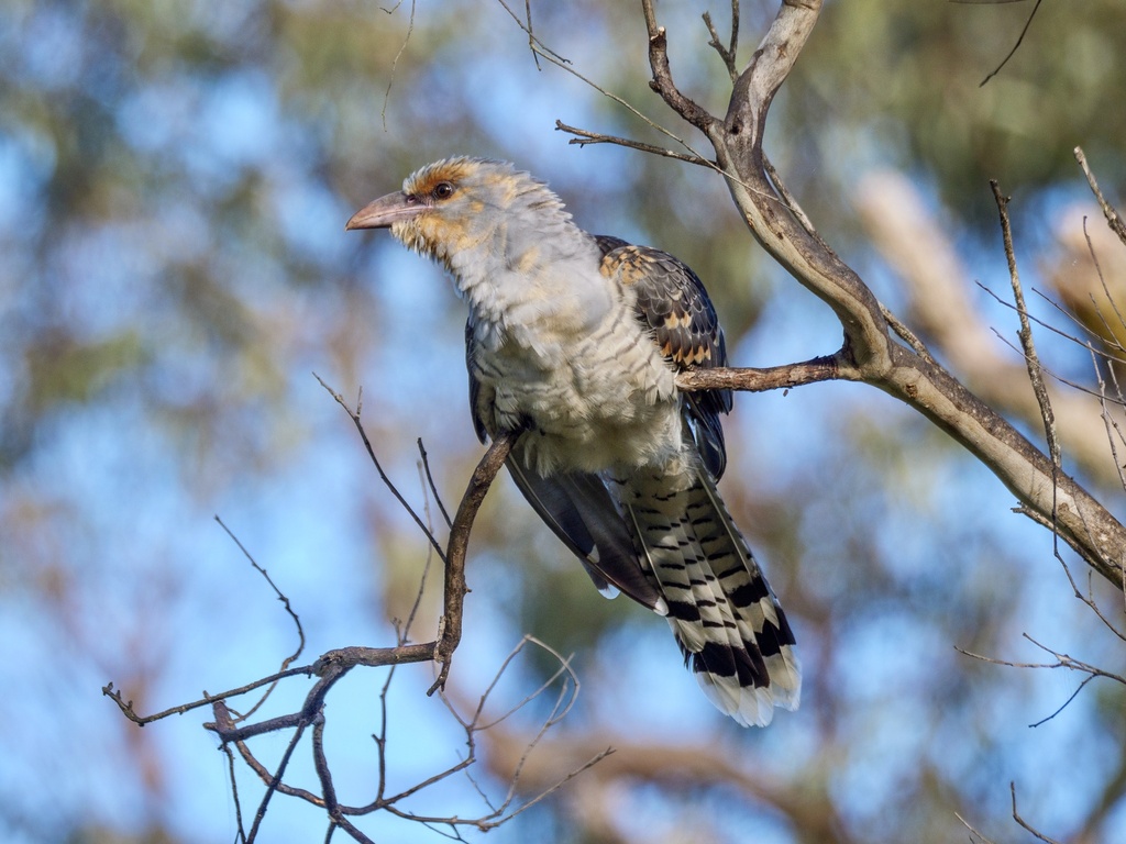 Channel-billed Cuckoo from Dumaresq, NSW, AU on January 10, 2024 at 07: ...