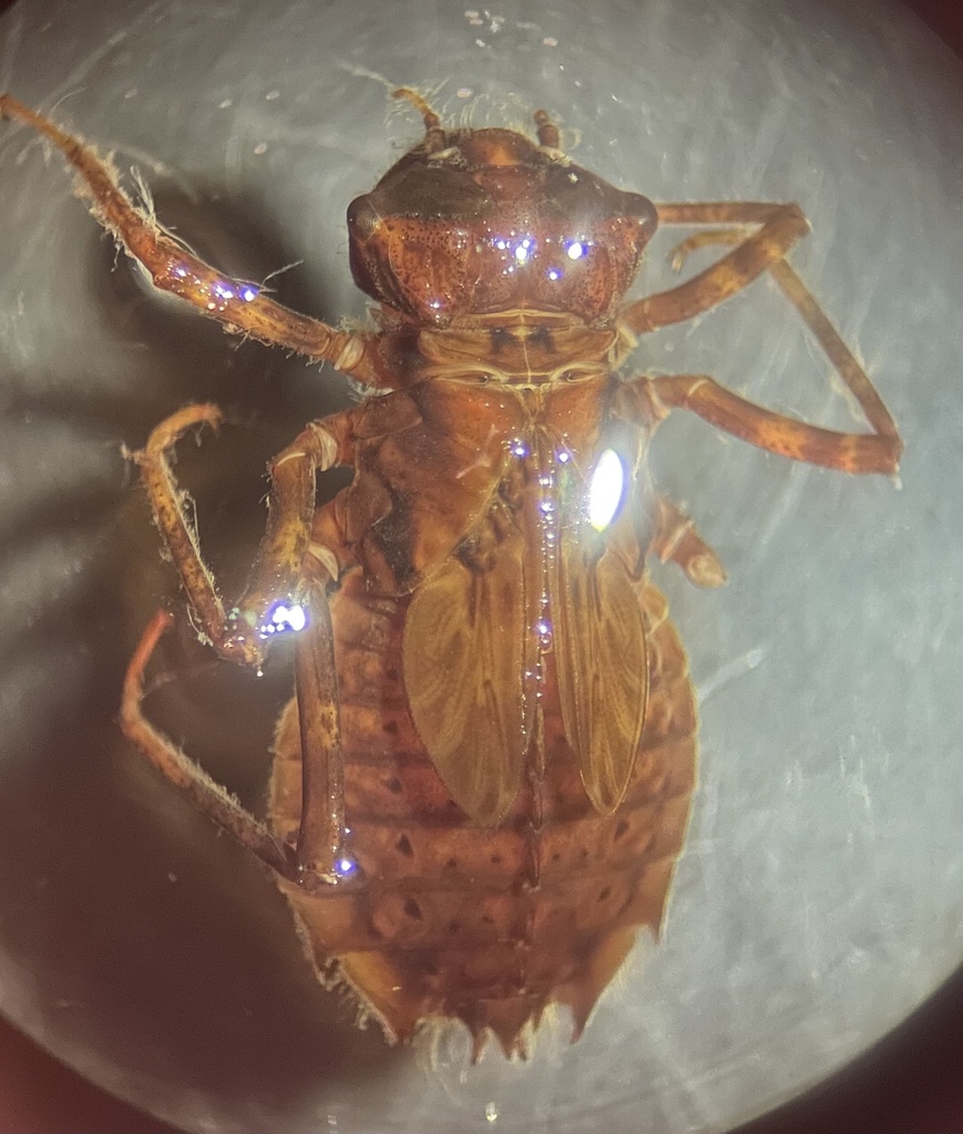 Alabama Shadowdragon from Oviedo, FL, US on May 2, 2023 at 04:36 PM by ...