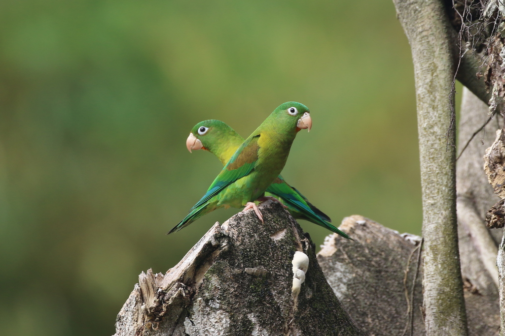 Orange-chinned Parakeet from Los Colores Ecoparque, Km. 156 60, Puerto ...
