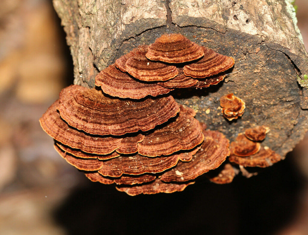 shelf fungi from Conondale NP, Jimna QLD 4515, Australia on July 7 ...