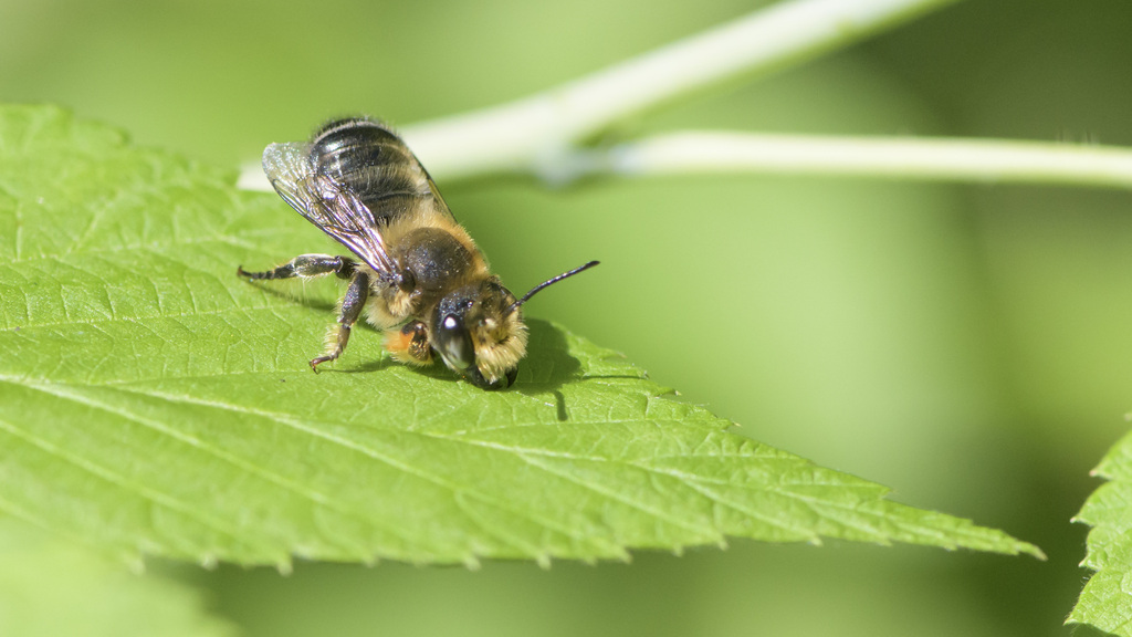 Frigid Leafcutter Bee from Rosemont - La Petite-Patrie, Montréal, QC ...