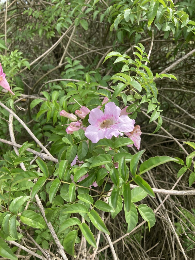 Pink Trumpet Vine from Rouse Hill NSW 2155, Australia on January 10 ...