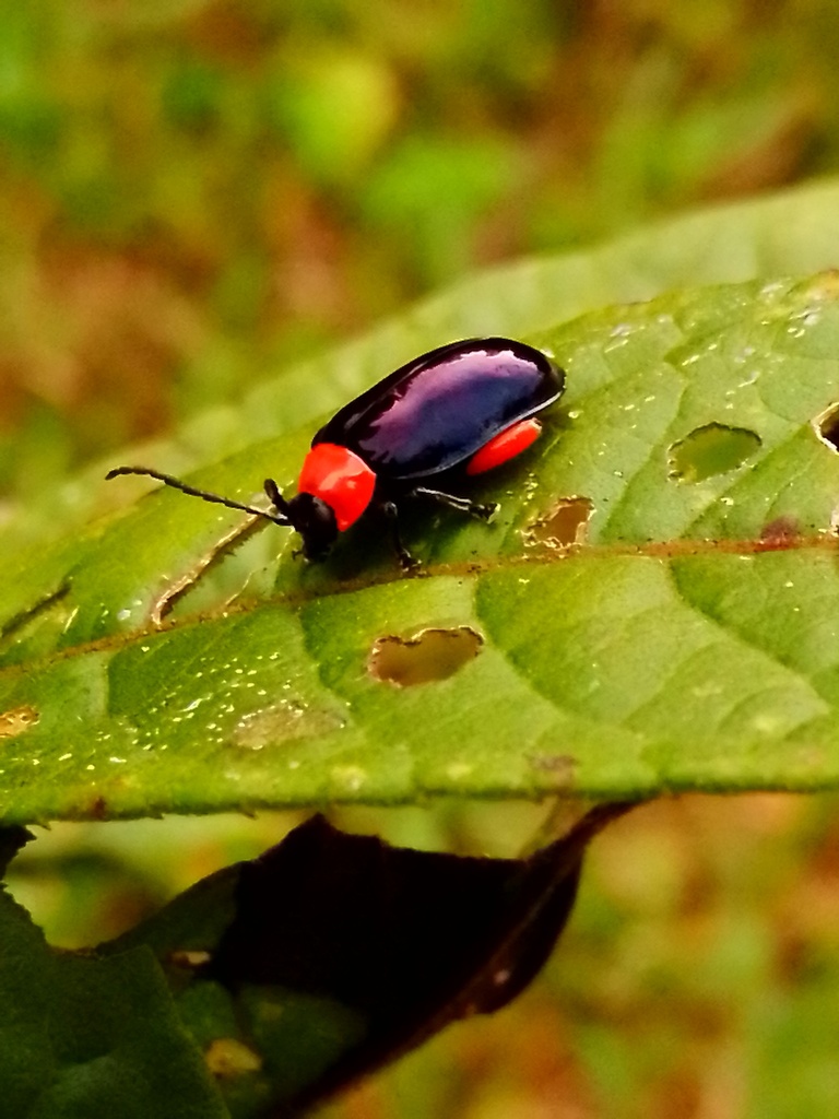 Asphaera abdominalis from Aquismón, S.L.P., México on December 29, 2022 ...