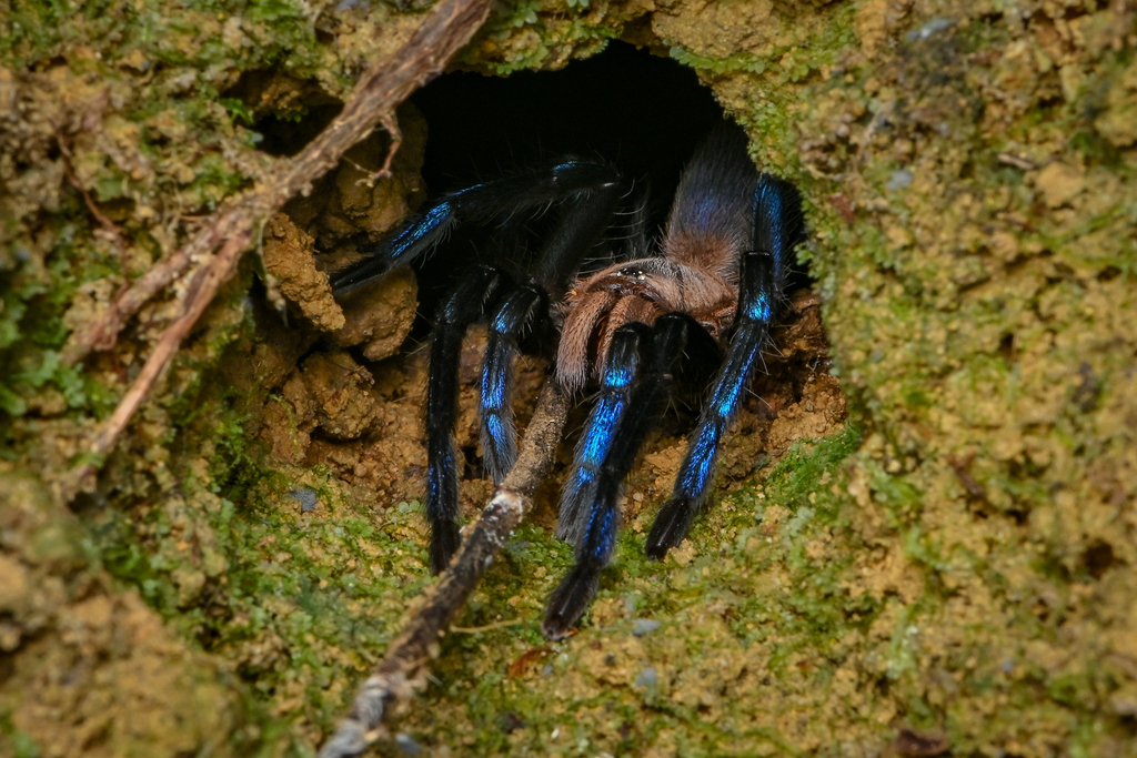 Bornean Neon Blueleg Tarantula in January 2024 by Bruce Teo · iNaturalist