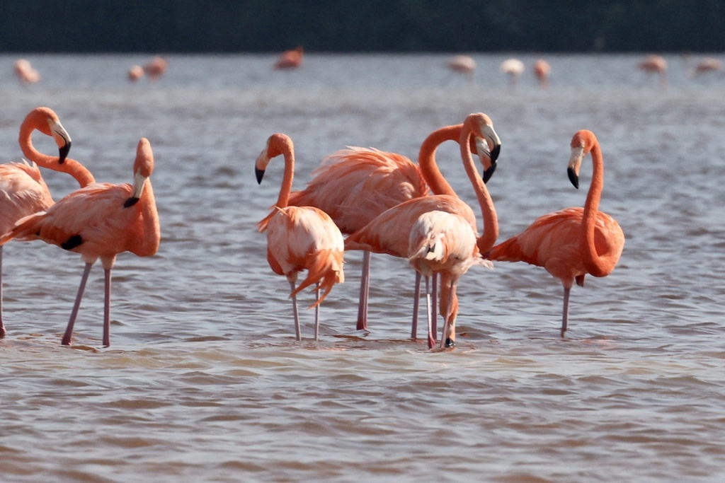 American Flamingo from Celestún, Calkiní, Camp., MX on January 9, 2024 ...