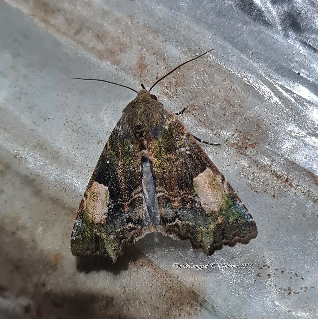 Butterflies and Moths from Upper Sichey, Gangtok, Sikkim, India on ...
